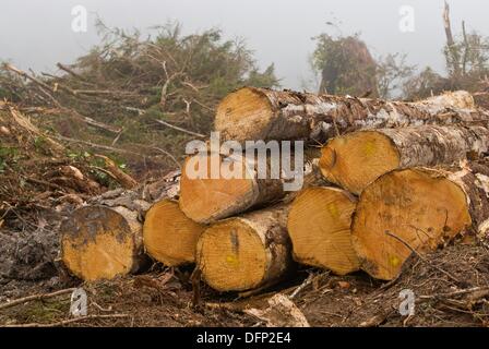 Logs and tree slash on a logging clearcut site in an old growth Stock ...