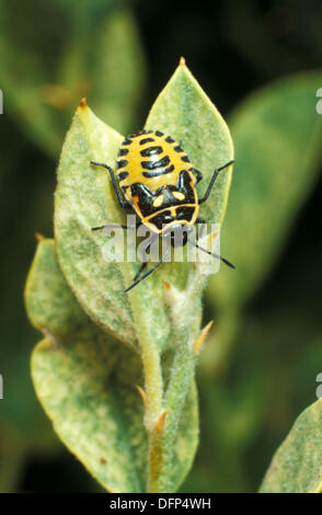 Shield Bug (Eurydema dominulus Stock Photo: 34592955 - Alamy