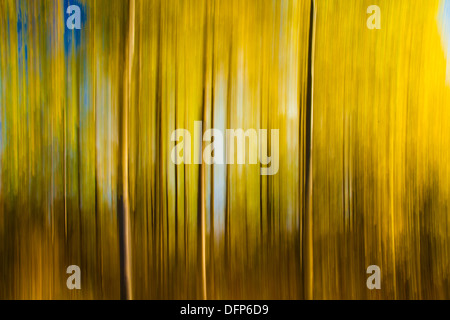 autumnal forest abstraction with camera motion Stock Photo - Alamy