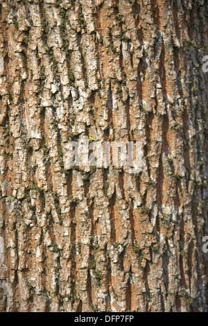 Norway maple (Acer platanoides), bark of a maple, Switzerland Stock ...