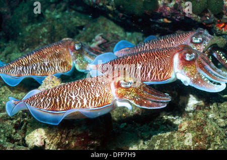 Pharaoh cuttlefish (Sepia pharaonis) males compete for attention of ...
