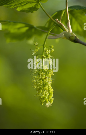 Acer pseudoplatanus, Sycamore maple, flowers with lady beetle Stock ...