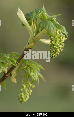 Sycamore, Sycamore Maple (Acer pseudoplatanus), flowering twig. Germany ...