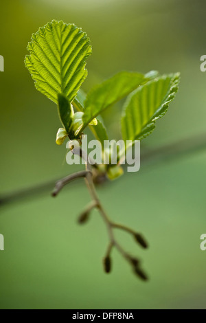 Young alder leaves, Alnus glutinosa, on the tree in spring, Berkshire ...