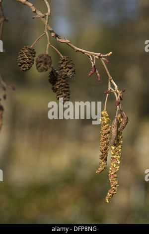 Alnus glutinosa fruit Stock Photo - Alamy