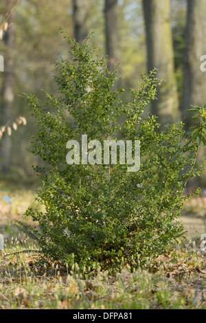 Evergreen tree Buxus sempervirens (common box, European box, or boxwood ...