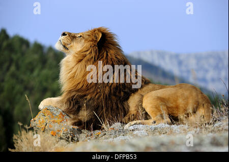 A captive barbary lion portrait Stock Photo - Alamy
