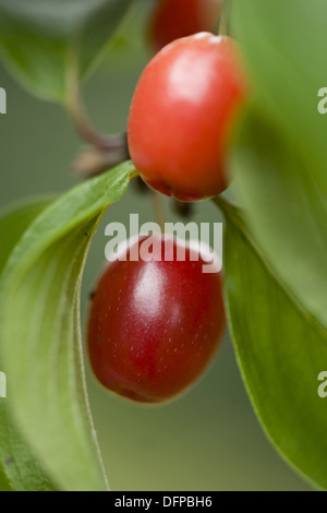 Cornelian Cherry - European Cornel fruits - Cornus mas species of ...