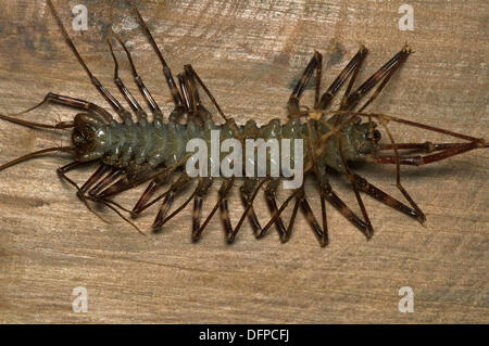 Long-Legged Centipede: Scutigera sp. Gomantong Cave, Sabah, Borneo ...