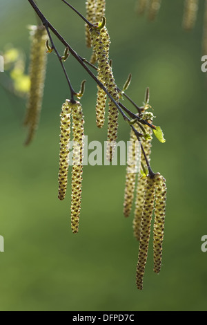 Common hazel (Corylus avellana), male and female flowers, Germany Stock ...