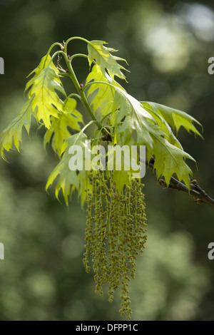 Red Oak flowers, Quercus rubra Stock Photo - Alamy