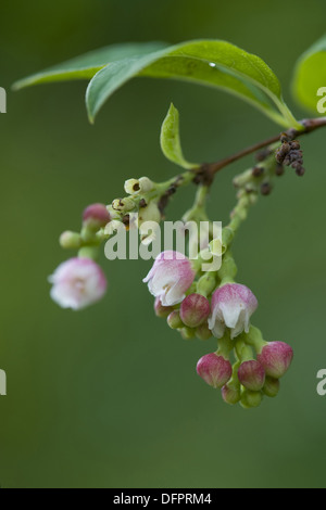 Symphoricarpos albus flowers Stock Photo - Alamy