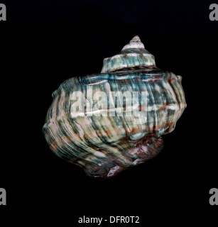 Seashell in close-up isolated on a white background Stock Photo - Alamy