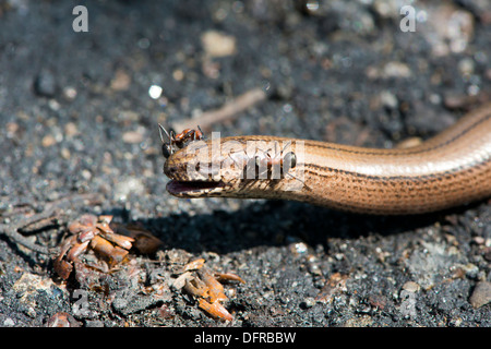ant attacking the head of the snake Stock Photo - Alamy