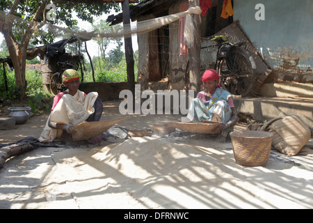 Tribal woman winnowing grains in the courtyard, Bhamragad, Maharashtra ...