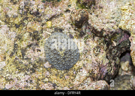 Edible sea slug Stock Photo - Alamy