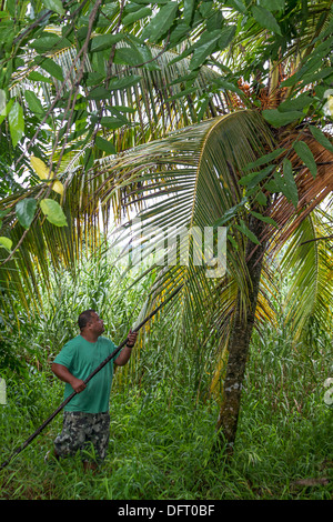 Kosrae, Micronesia (FSM). Local Kosrae man and his son at a traditional ...