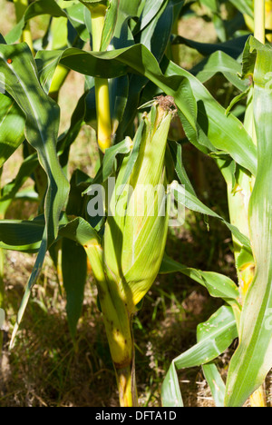 sweet corn, (zea mays), growing in pots in cool greenhouse before ...