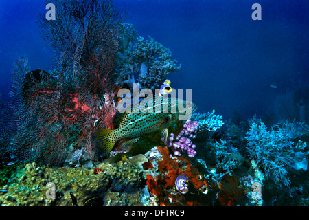 Slender grouper, Anyperodon leucogrammicus, Raja Ampat Indonesia Stock ...