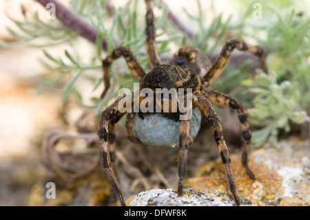 Tarantula Wolf Spider Lycosa tarantula Corsica Stock Photo - Alamy