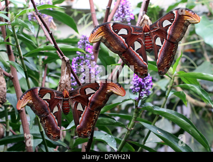 Atlas moth (Attacus atlas), pupa in the cocoon, native to Southeast ...