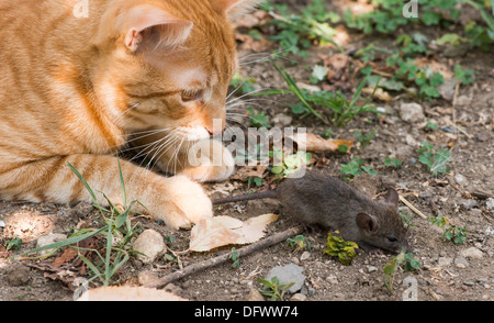 Cat catching a mouse Stock Photo - Alamy