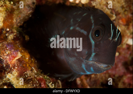 brown coral blenny: Atrosalarias fuscus, peering from a hide, Raja ...