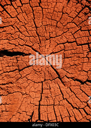 Wood Age Rings texture Stock Photo - Alamy