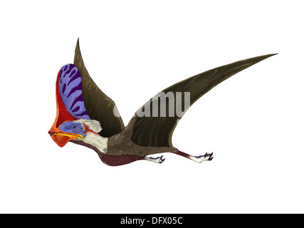 Tapejara wellnhoferi, Brazilian pterosaur from the Cretaceous Period ...
