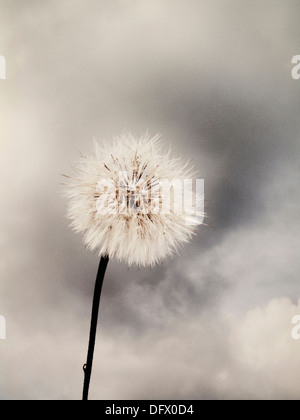 Dandelion and Seeds, Low Angle View, Silhouette Stock Photo - Alamy