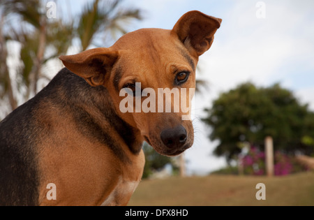 Portrait African village mongrel dog Mombasa Kenya Stock Photo - Alamy
