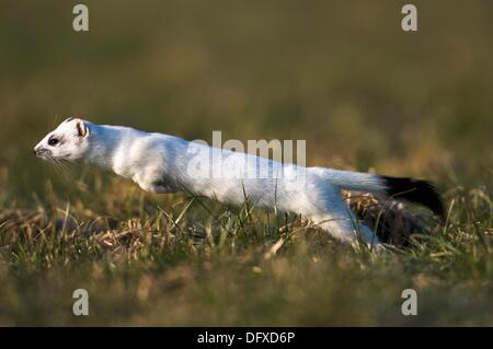 ermine, stoat (Mustela erminea), running over a meadow with hoar Stock ...