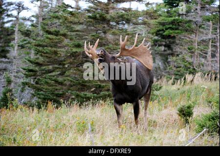 A bull moose and cow mating in west Anchorage in autumn, Southcentral ...