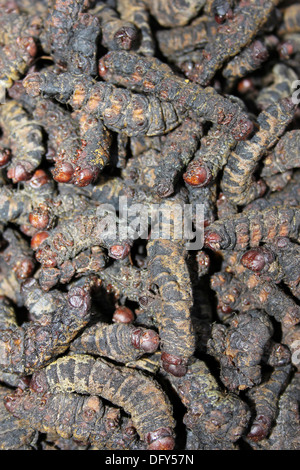 Dried edible mopane worms (Gonimbrasia belina), a type of emperor moth ...