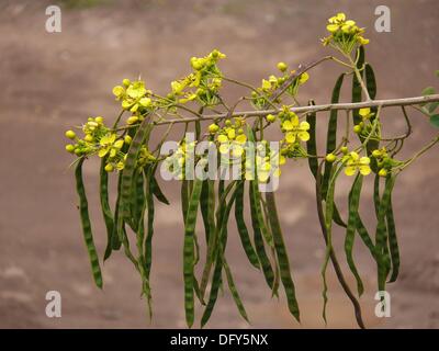 flowers of Spectacular Cassia, Senna spectabilis, Cassia spectabilis ...