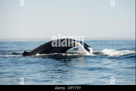 Humpback Whale logging Stock Photo - Alamy