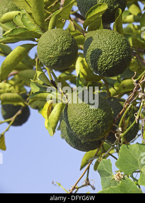 Citrus aurantium Linn, Sour Orange, Idlimbu Stock Photo: 37797810 - Alamy