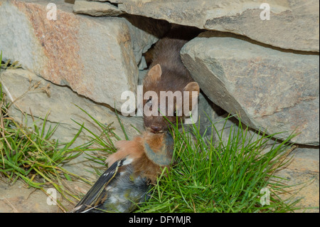 Stoat with Chaffinch Stock Photo - Alamy