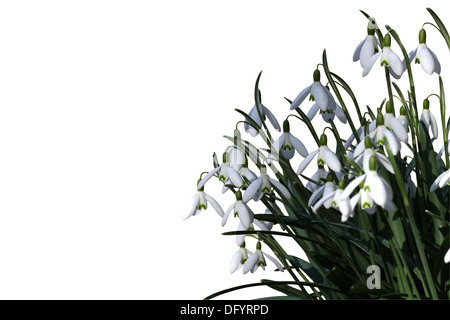 Common snowdrop isolated on a white background Stock Photo - Alamy