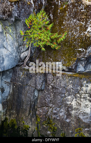 Cedar tree growing in rock wall on banks of Glen Alpine Creek. Near ...