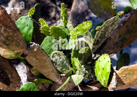 Cactus Leaves or nopales of a flat leaf cactus called Nopal Stock Photo ...