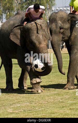 elephants playing football at the Surin Elephant Roundup in Thailand ...