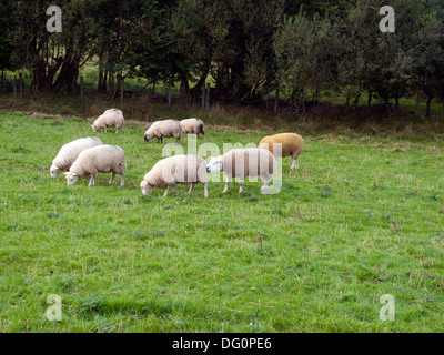 Tupping or mating season when rams are put in the field to mate with ...