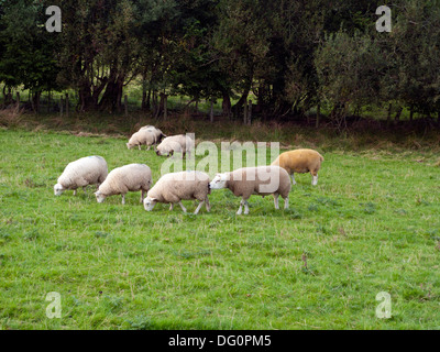 Tupping or mating season when rams are put in the field to mate with ...