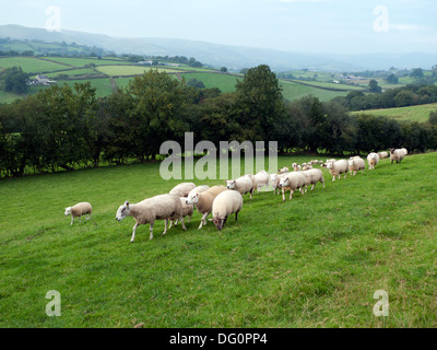 Tupping or mating season when rams are put in the field to mate with ...