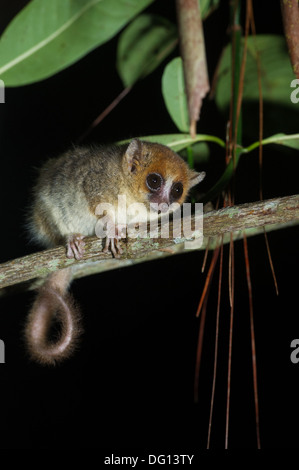 Goodman's mouse lemur (Microcebus lehilahytsara) from Andasibe NP ...