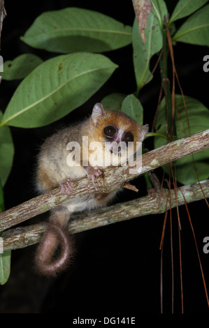 Goodman's mouse lemur (Microcebus lehilahytsara) from Andasibe NP ...