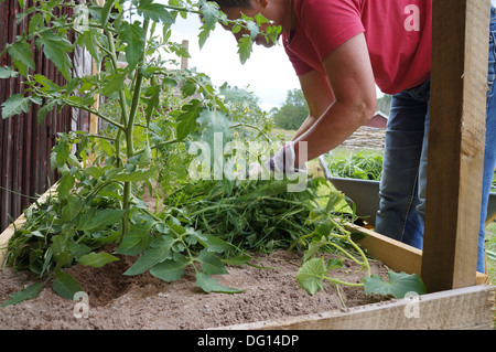 gardener planting tomato in sand Stock Photo - Alamy