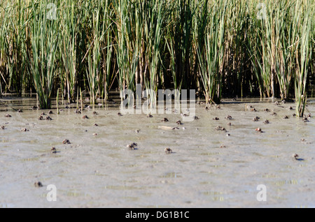 mangrove crabs in mud Stock Photo - Alamy