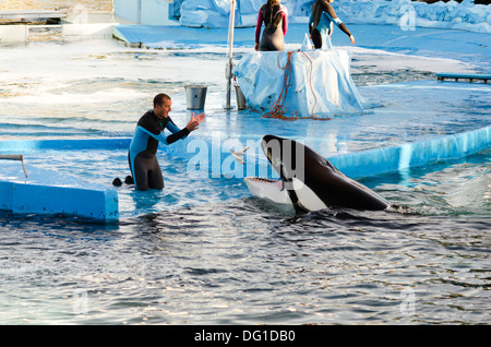 Killer whale show at Mundo Marino, San Clemente del Tuyu, Argentina ...
